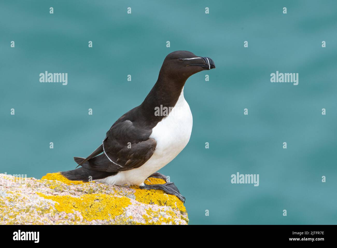 Razorbill (Alca torda) at Bullars of Buchan, Aberdeenshire, UK Stock ...