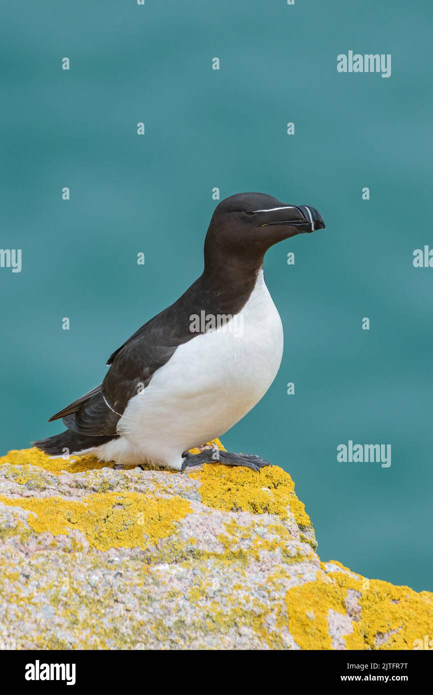 Razorbill (Alca torda) at Bullars of Buchan, Aberdeenshire, UK Stock ...