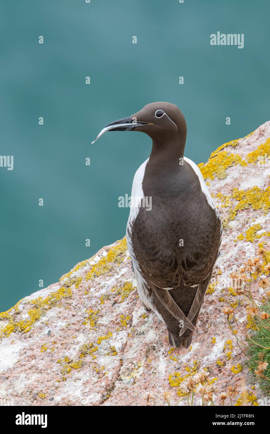Bridled Guillemot (Uria aalge), Bullars of Buchan, Aberdeenshire ...