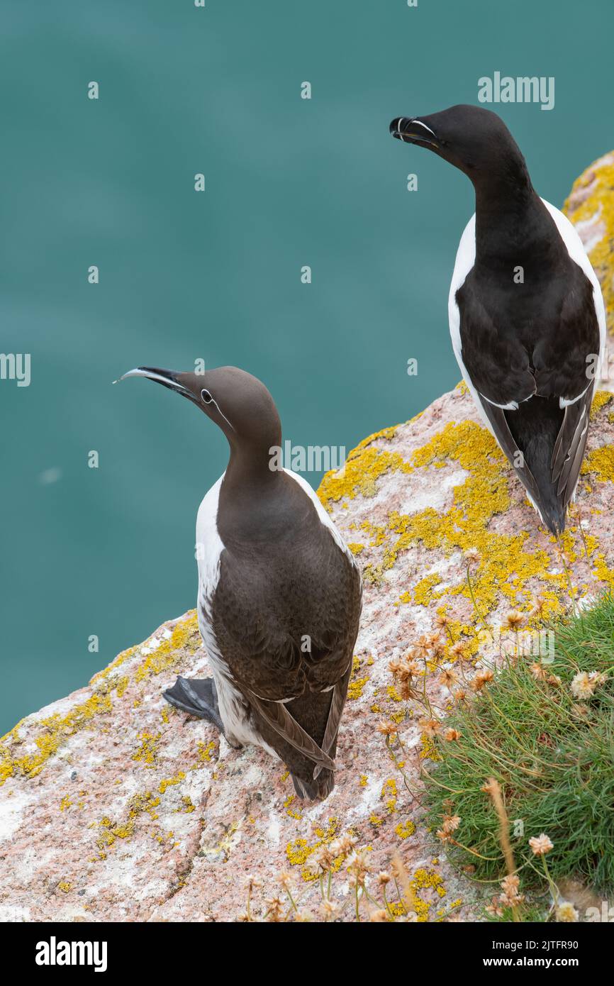 Razorbill (Alca torda) and Bridled Guillemot (Uria aalge), Bullars of ...