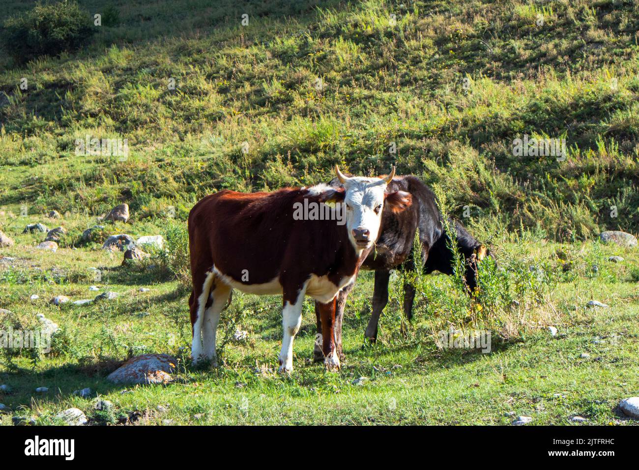 two bulls in a meadow. the bull looks into the camera Stock Photo - Alamy
