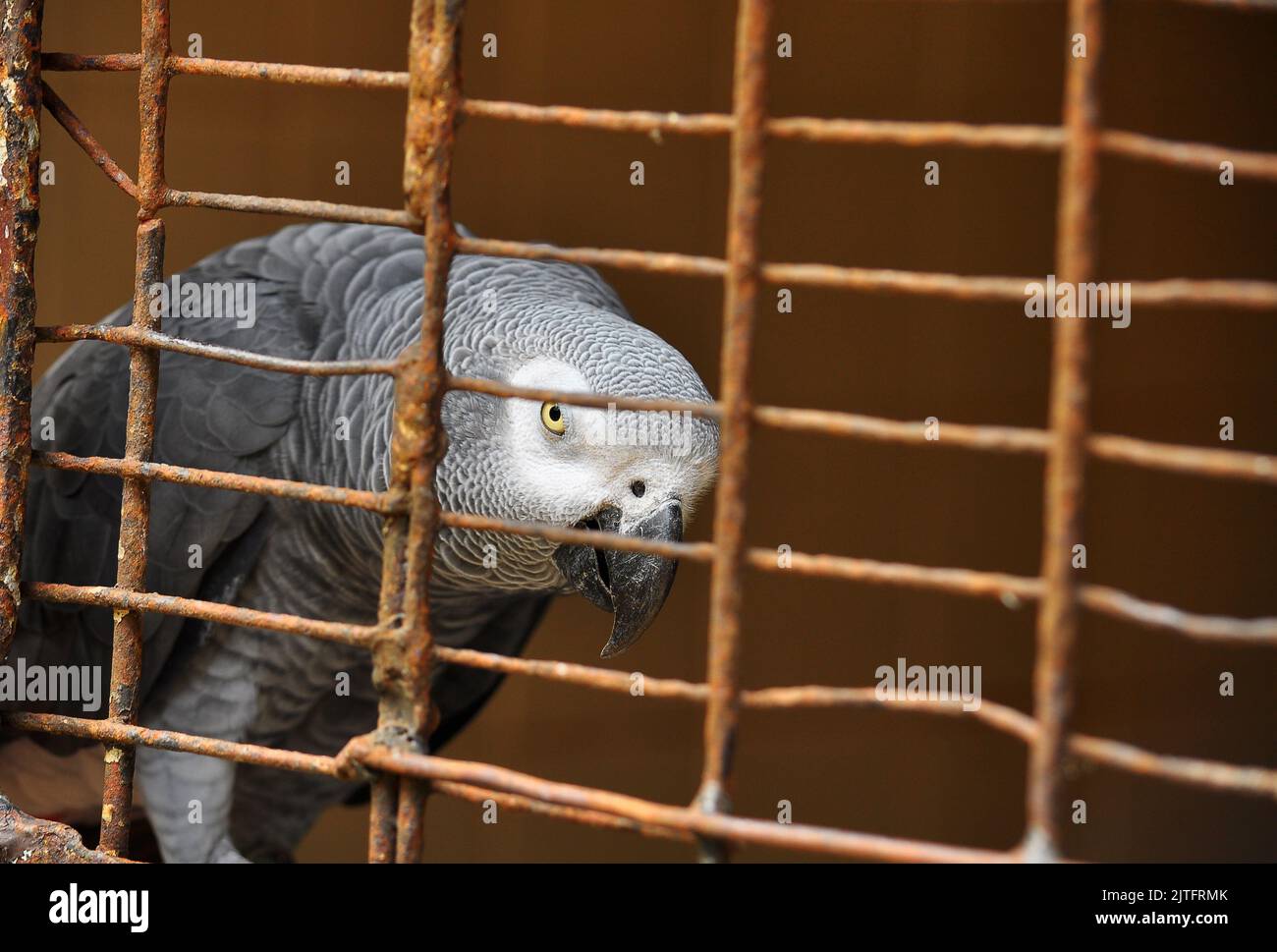 African grey parrot, natives of the lush green African forests and ...
