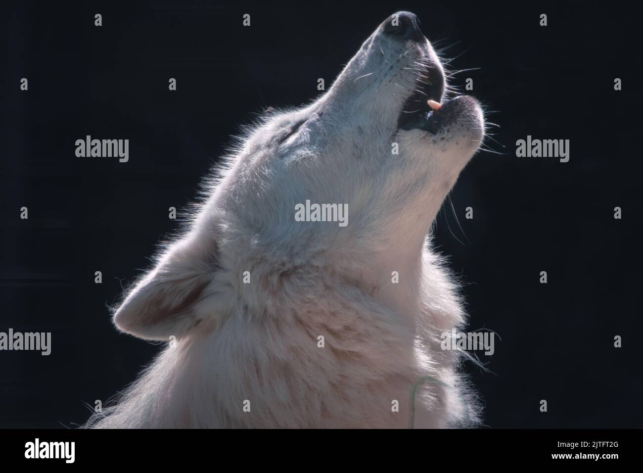 A closeup side view of a howling arctic wolf Stock Photo - Alamy