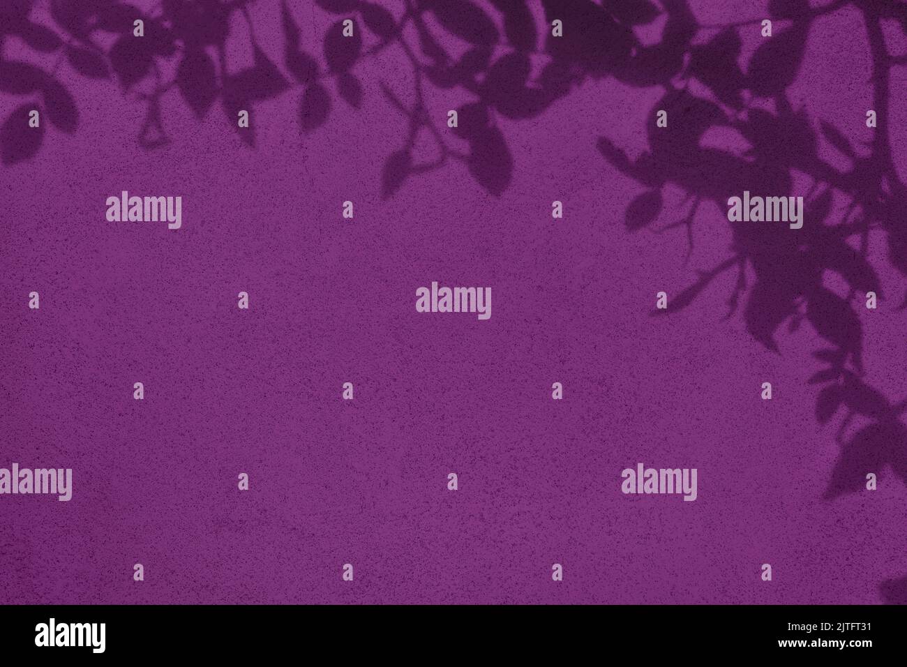 Shadow of leaves on purple concrete wall texture background Stock Photo ...