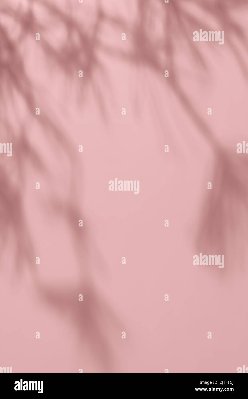 Shadow of pine tree on solid pink wall texture background Stock Photo ...