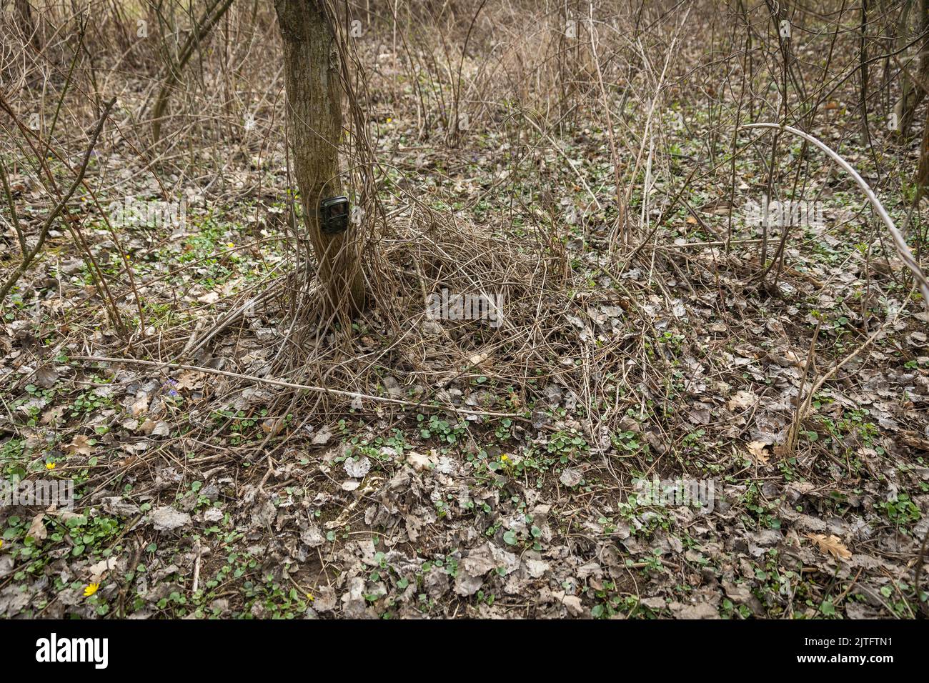 Trail cam in woodland night hi-res stock photography and images - Alamy