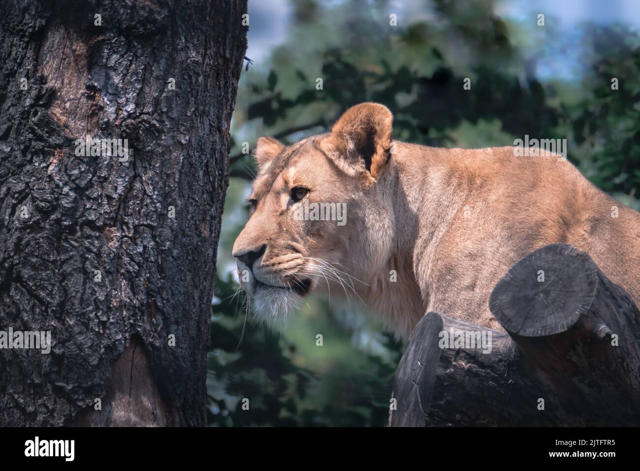 A close up side view of a female lion casting glance on its prey in the ...
