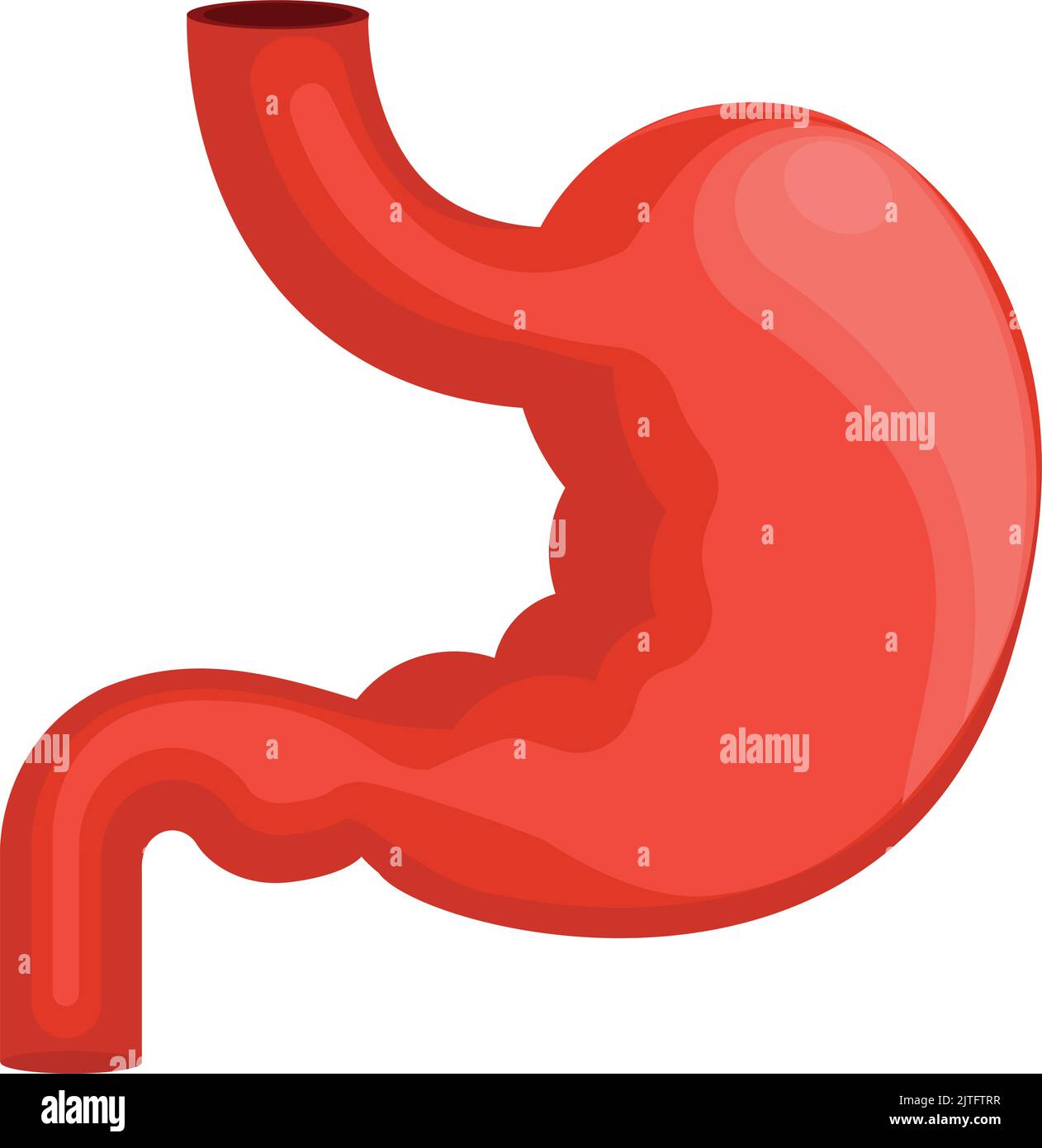 An illustration of a human stomach internal organ Stock Vector Image ...
