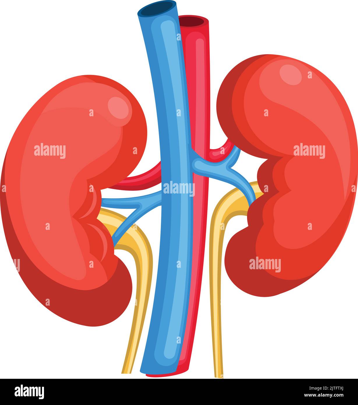 Human kidney 3d Stock Vector Images - Alamy