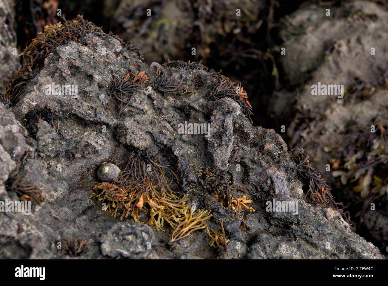 Rock pool sea snail hi-res stock photography and images - Alamy