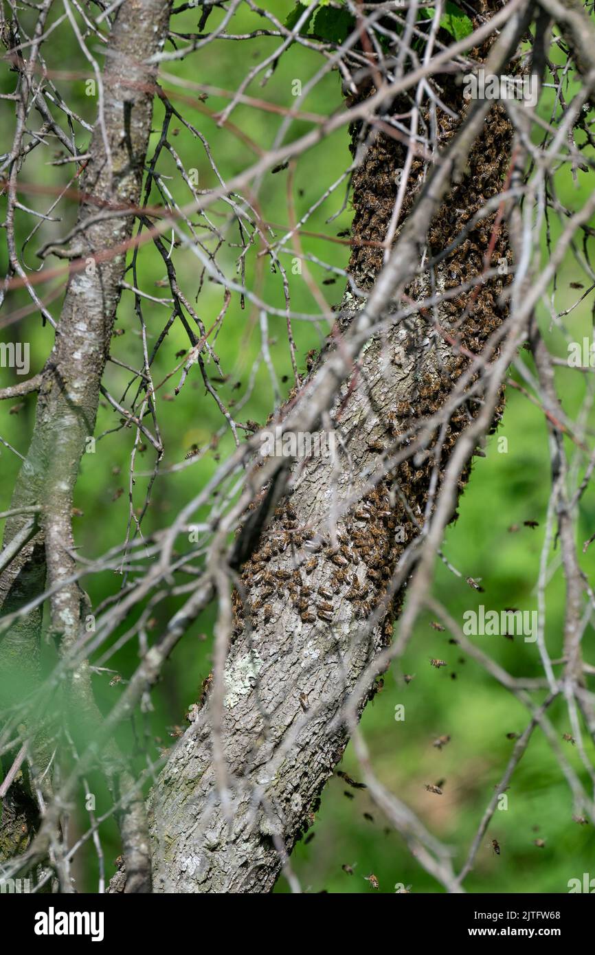A small swarm of bees swarming on a tree in the garden, insect life ...