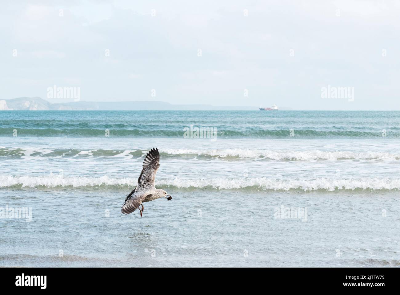 Seagull in flight carrying sea snail Stock Photo - Alamy