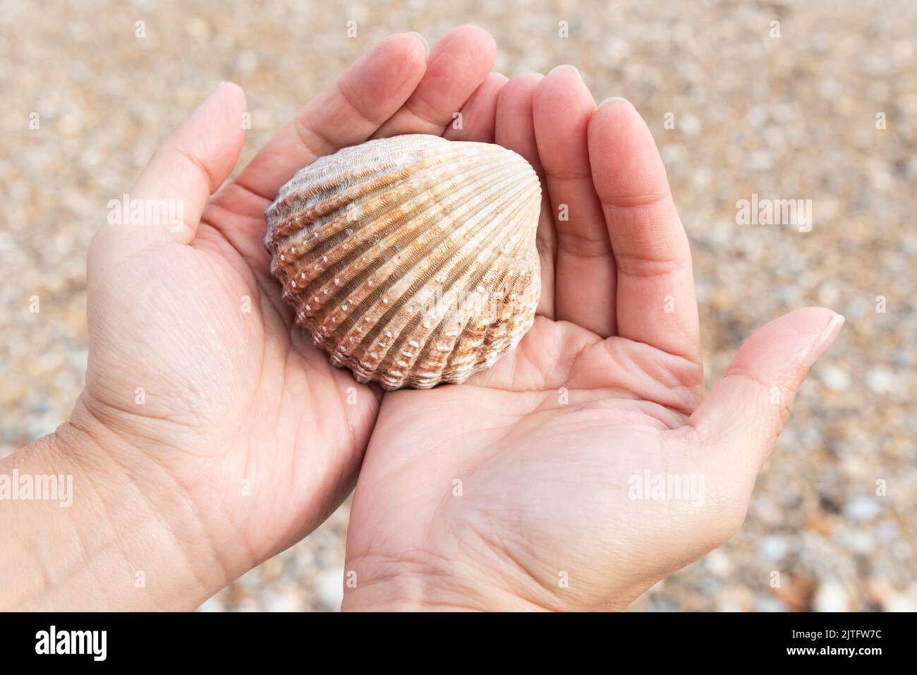 Acanthocardia tuberculata shell hi-res stock photography and images - Alamy