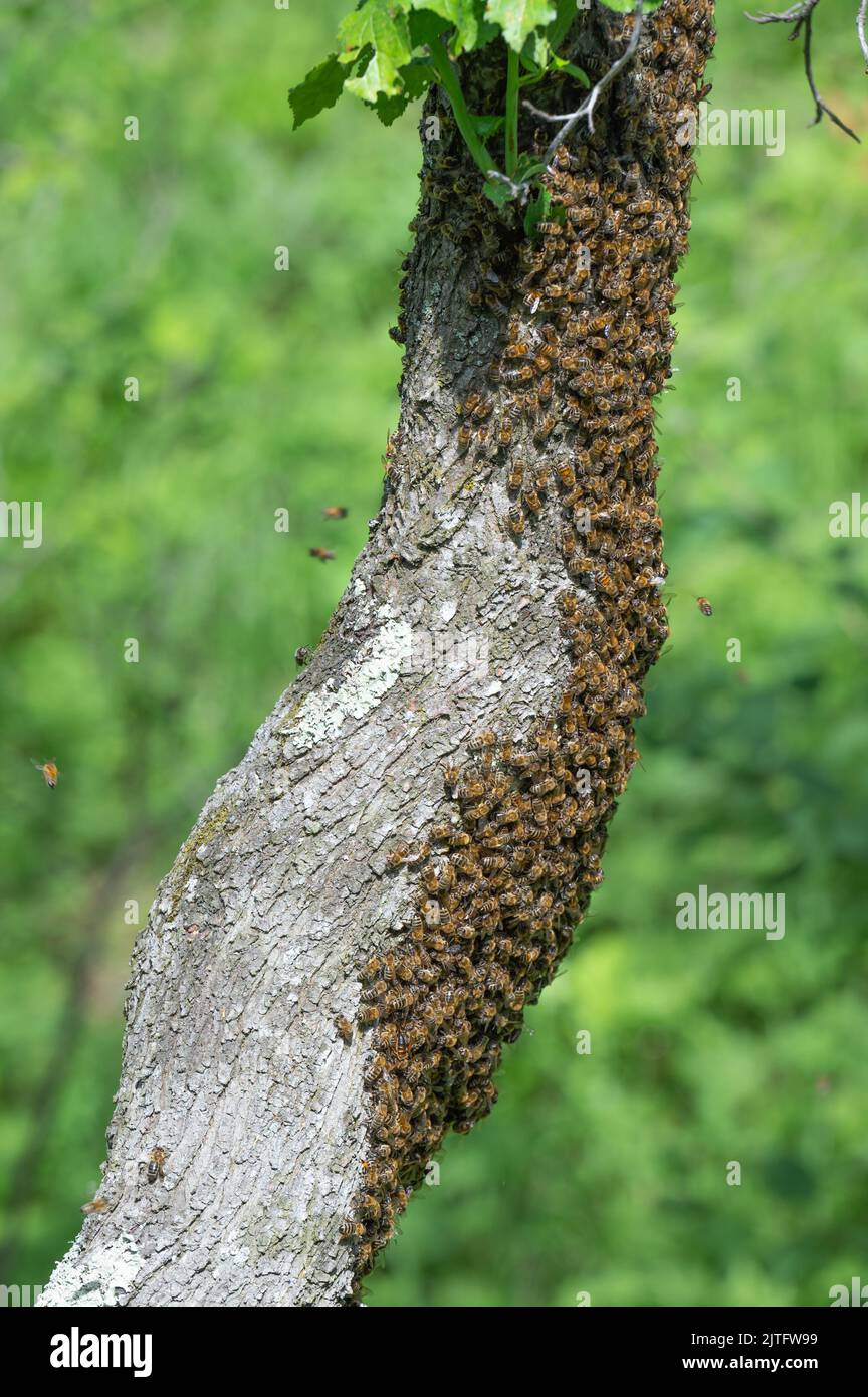 Honey bees swarm on a tree, worker insects, bees on a tree Stock Photo ...