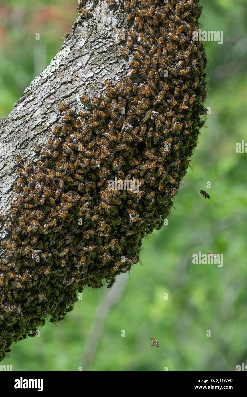 Honey bees swarm on a tree, worker insects, bees on a tree Stock Photo ...