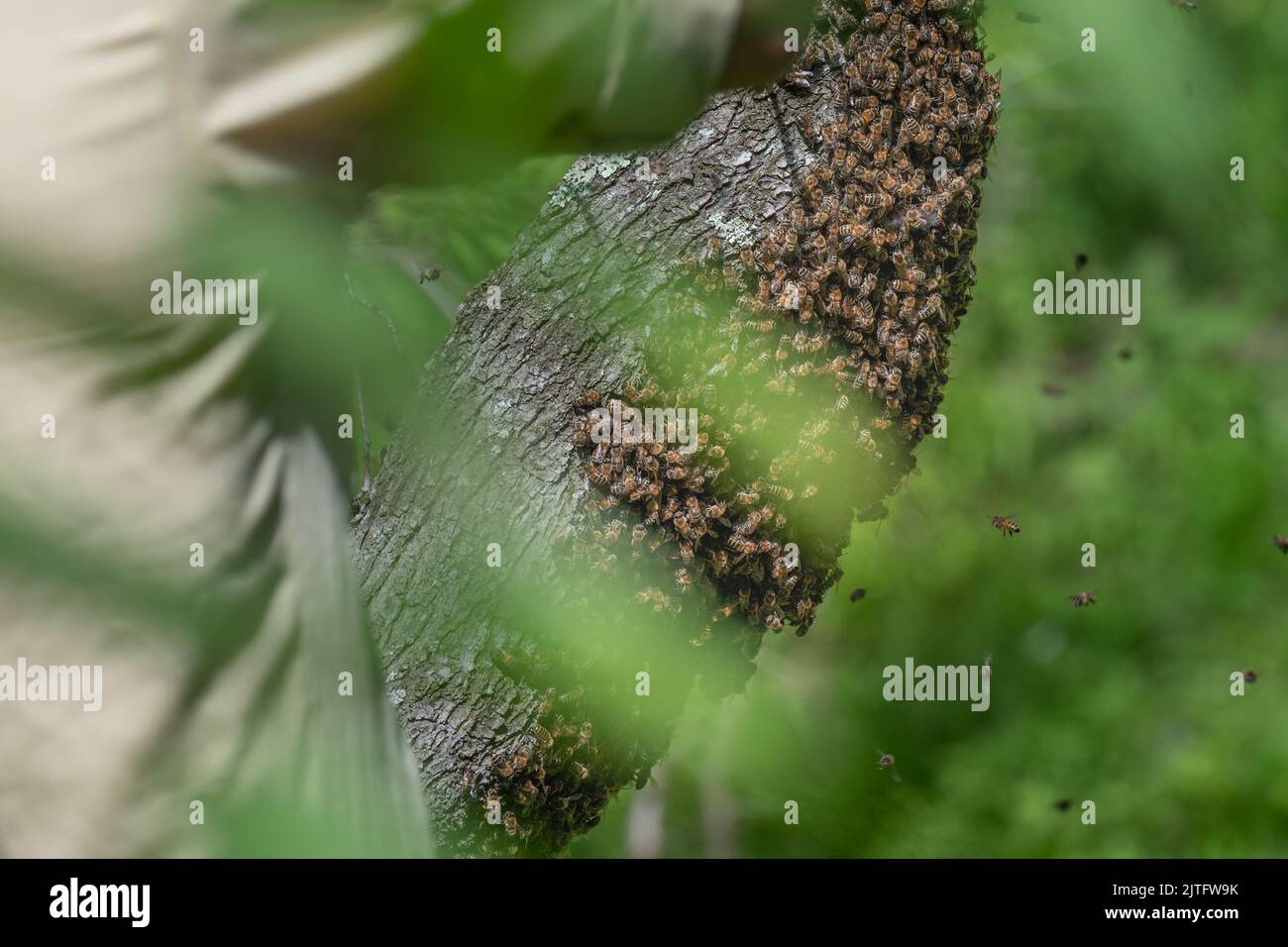 A small swarm of bees swarming on a tree in the garden, insect life Stock Photo - Alamy