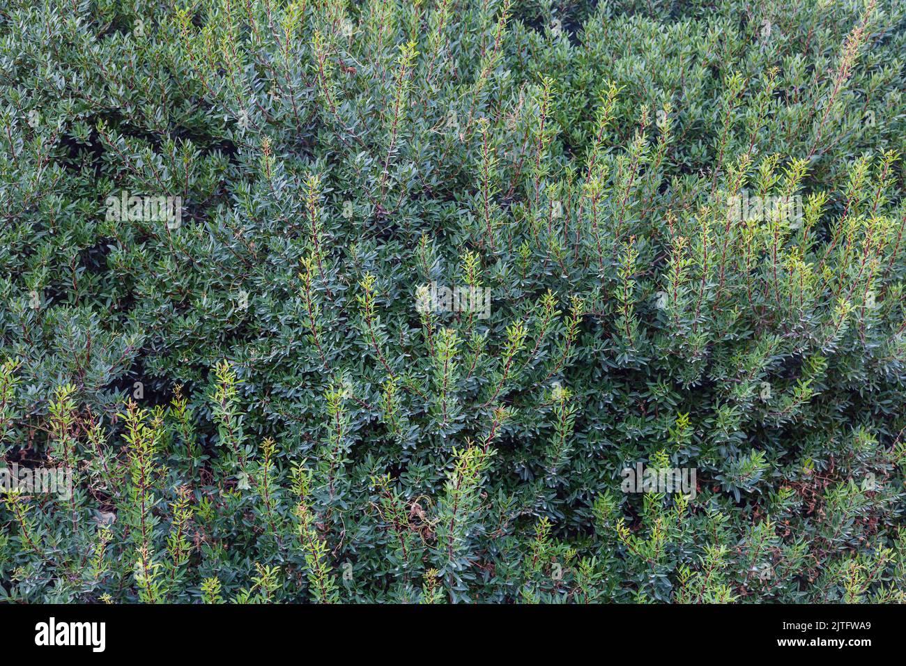 Greenery background hi-res stock photography and images - Alamy