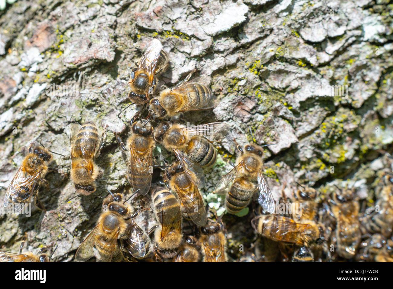 Bees in a detailed plan, a swarm of bees shot under a macro lens, bees ...