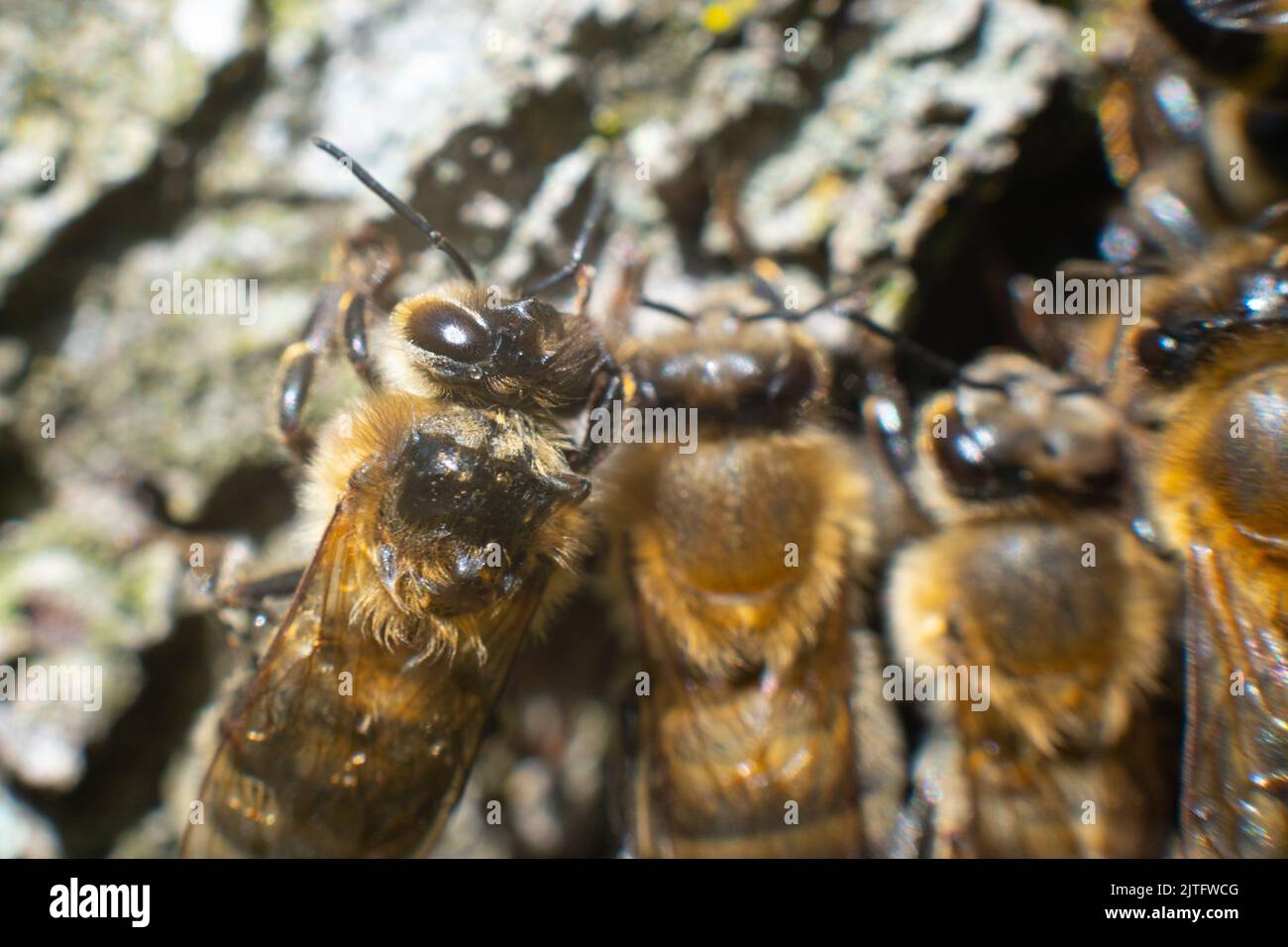 Bees on the background of tree bark taken with a macro lens, insects ...