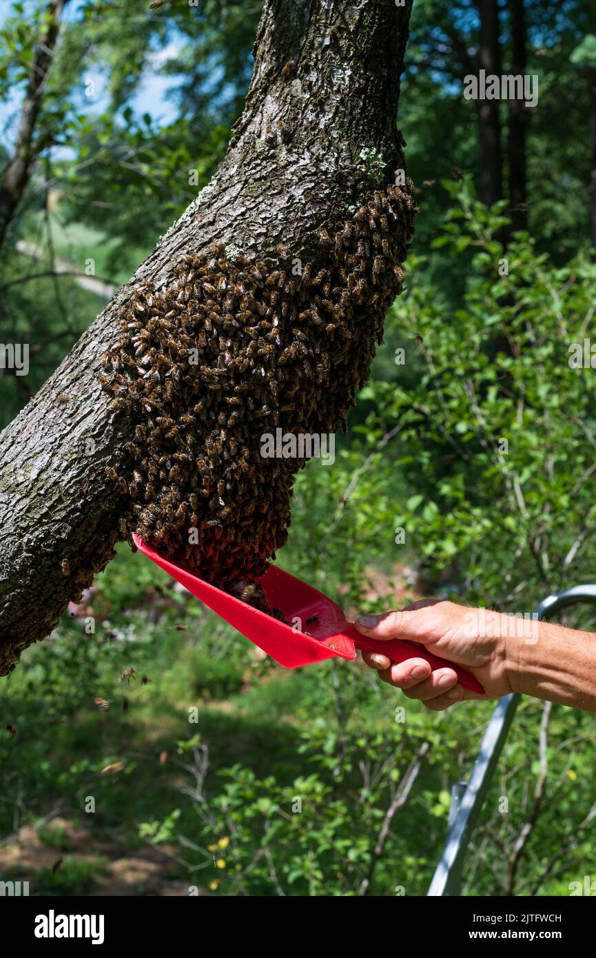 A beekeeper without protection collects a bee swarm from a tree, work ...