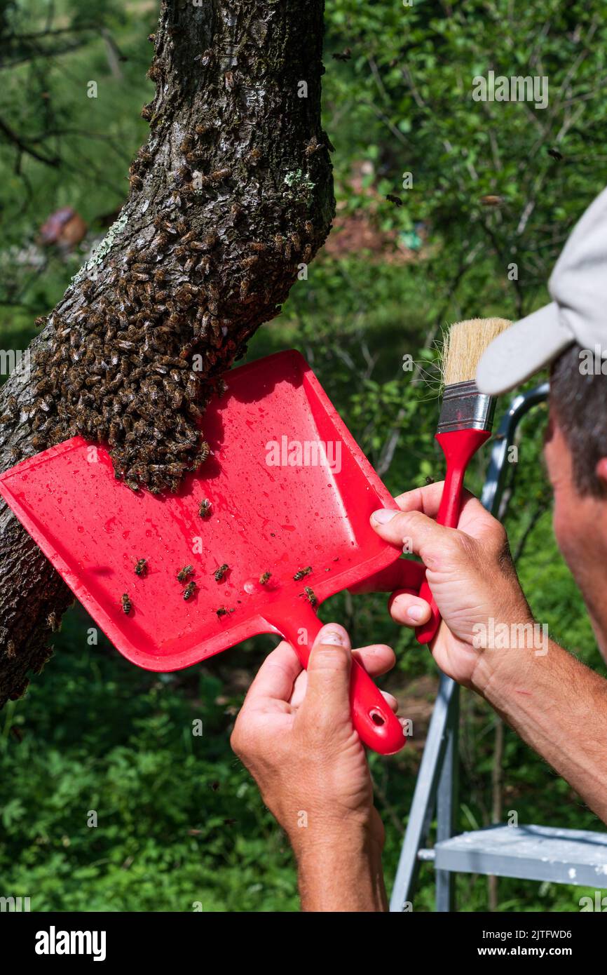 A beekeeper collects a bee swarm with a wide brush and a shovel, a ...