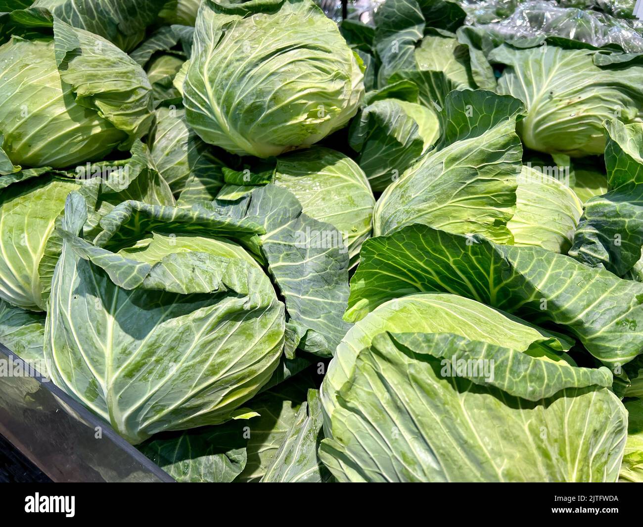 A closeup shot of a pile of fresh cabbages Stock Photo - Alamy