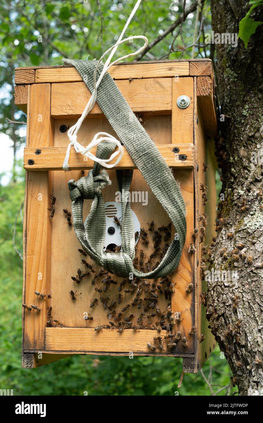 A beekeeper gathers a swarm of wild bees into a box, beekeeper and bees ...