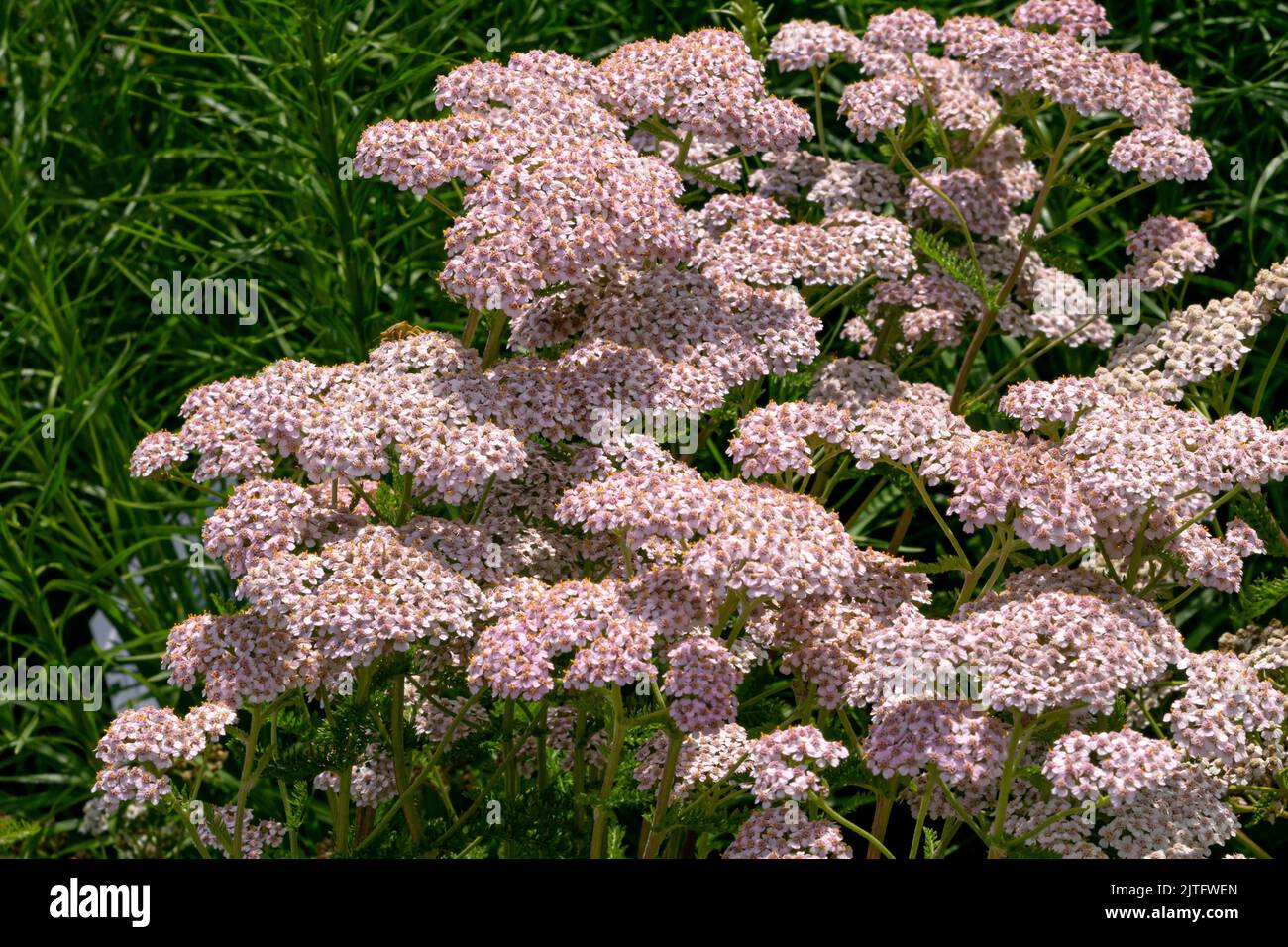 Close-up of an ornamental cultivar of yarrow, a head of rich pink ...