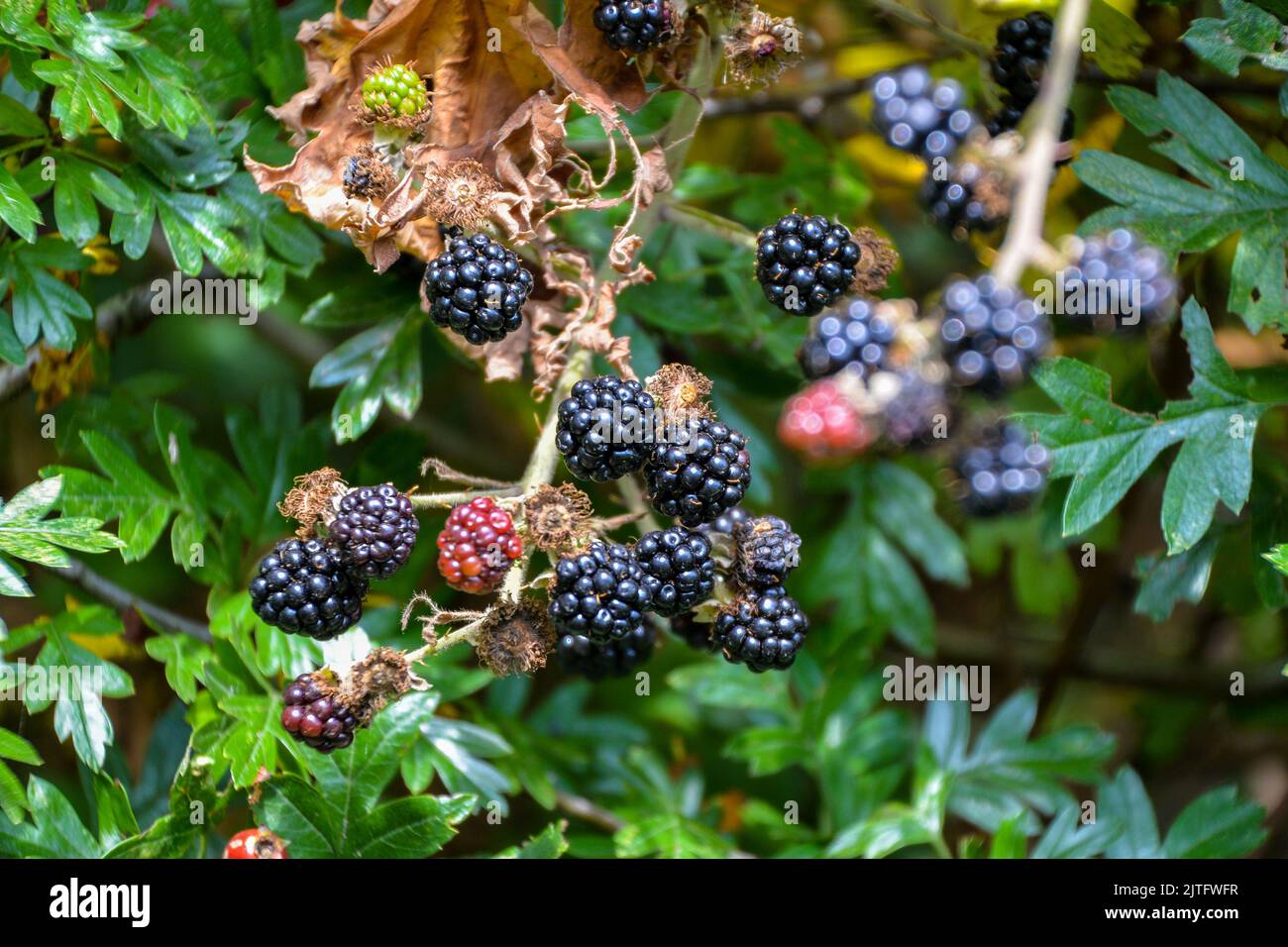 Ripe blackberries growing wild in the hedge in the country near the ...