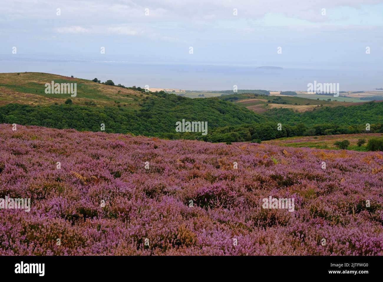 Heather in bloom on the Quantock Hills overlooking the woodland of ...