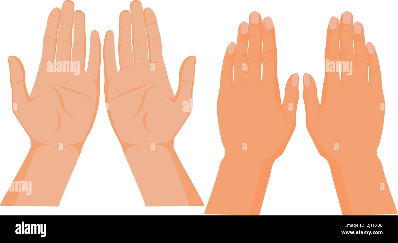 An illustration of hands front and back vector design Stock Vector ...