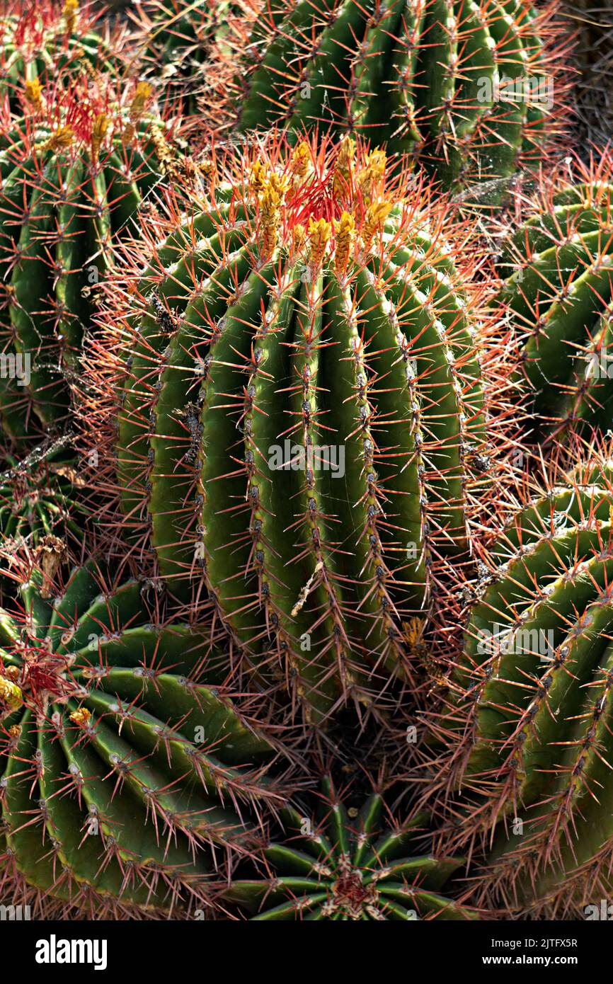 close up view of cluster of lemon barrel cacti Stock Photo - Alamy
