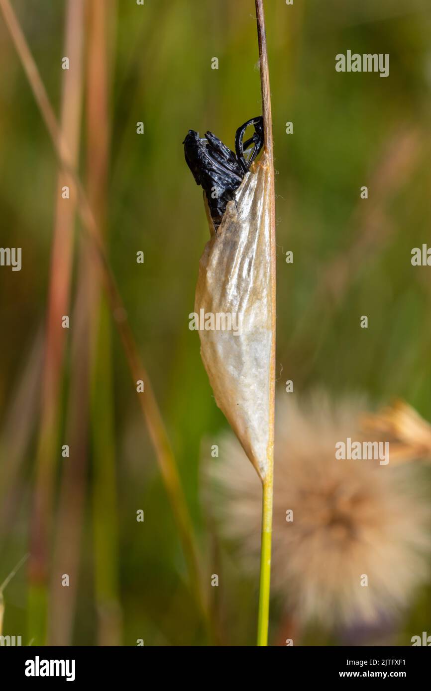A six-spot burnet moth, Zygaena filipendulae, emerging from a cocoon ...