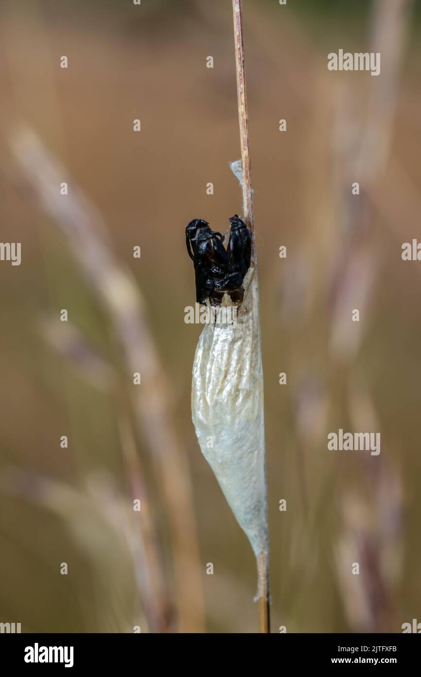 A six-spot burnet moth, Zygaena filipendulae, emerging from a cocoon ...