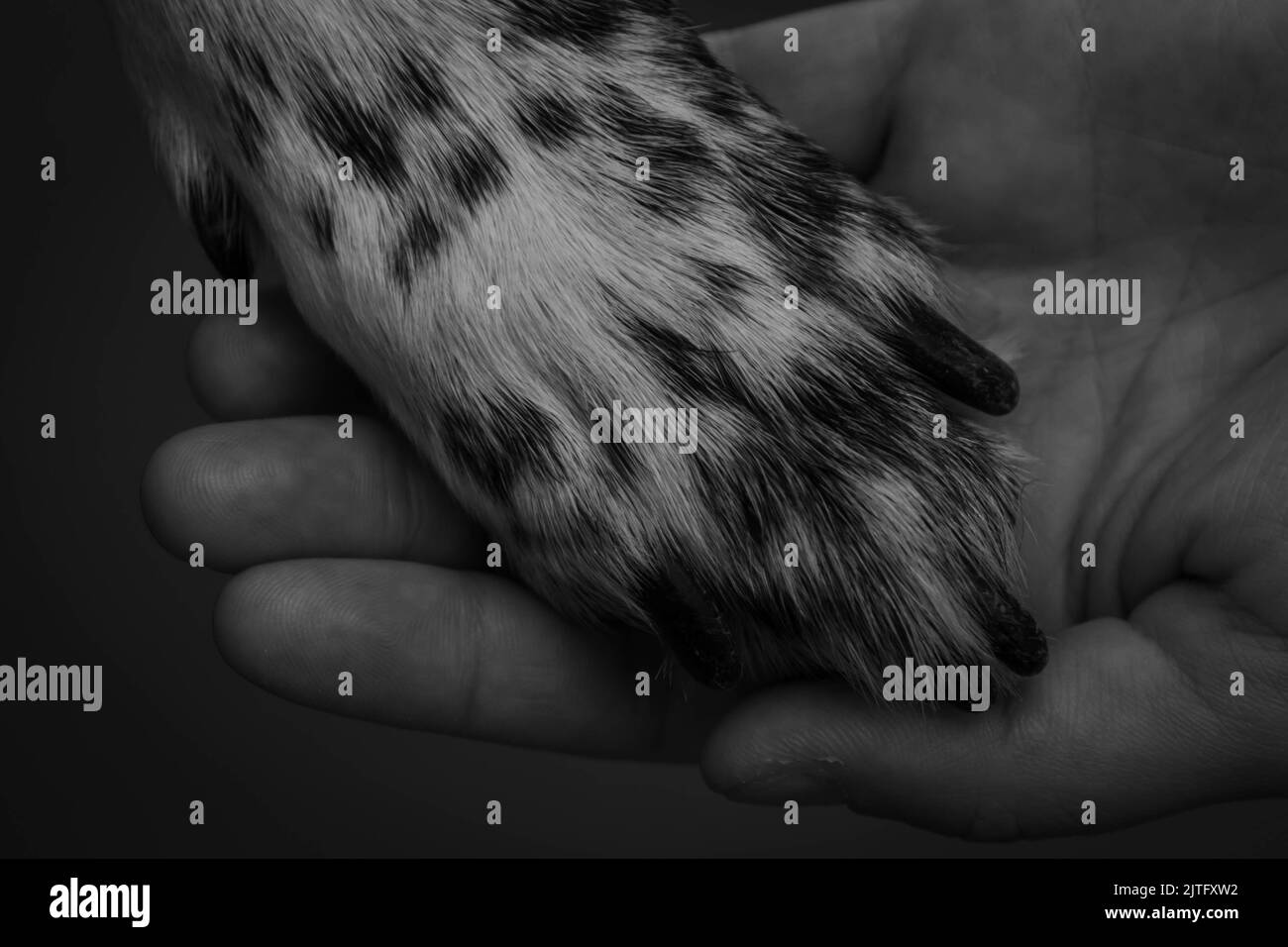 paw and woman hand Stock Photo - Alamy