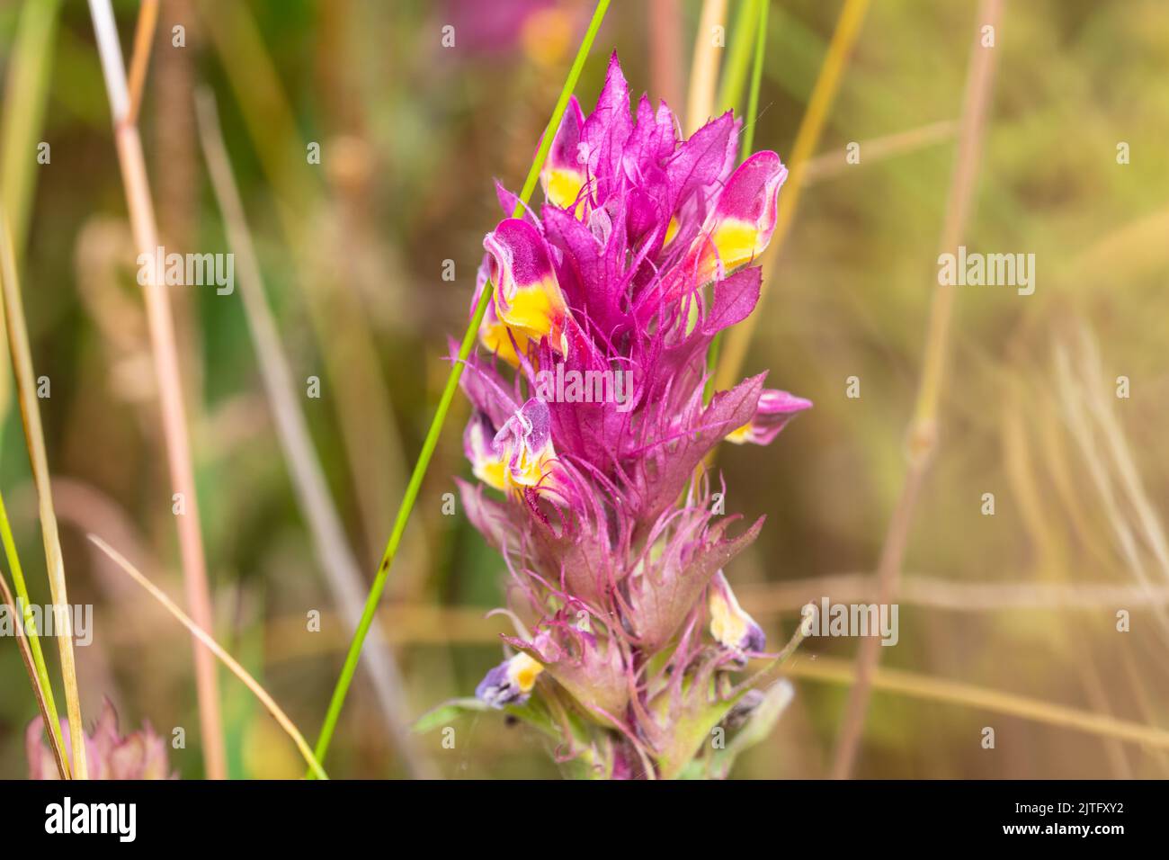 The flower head of Melampyrum arvense, commonly known as field cow ...