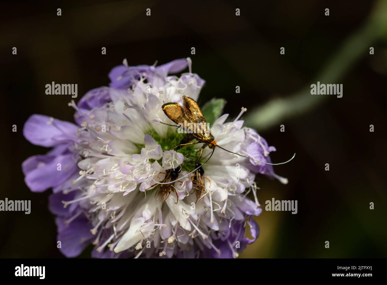 A Brassy Long-horn moth, Nemophora metallica, feeding on a field ...