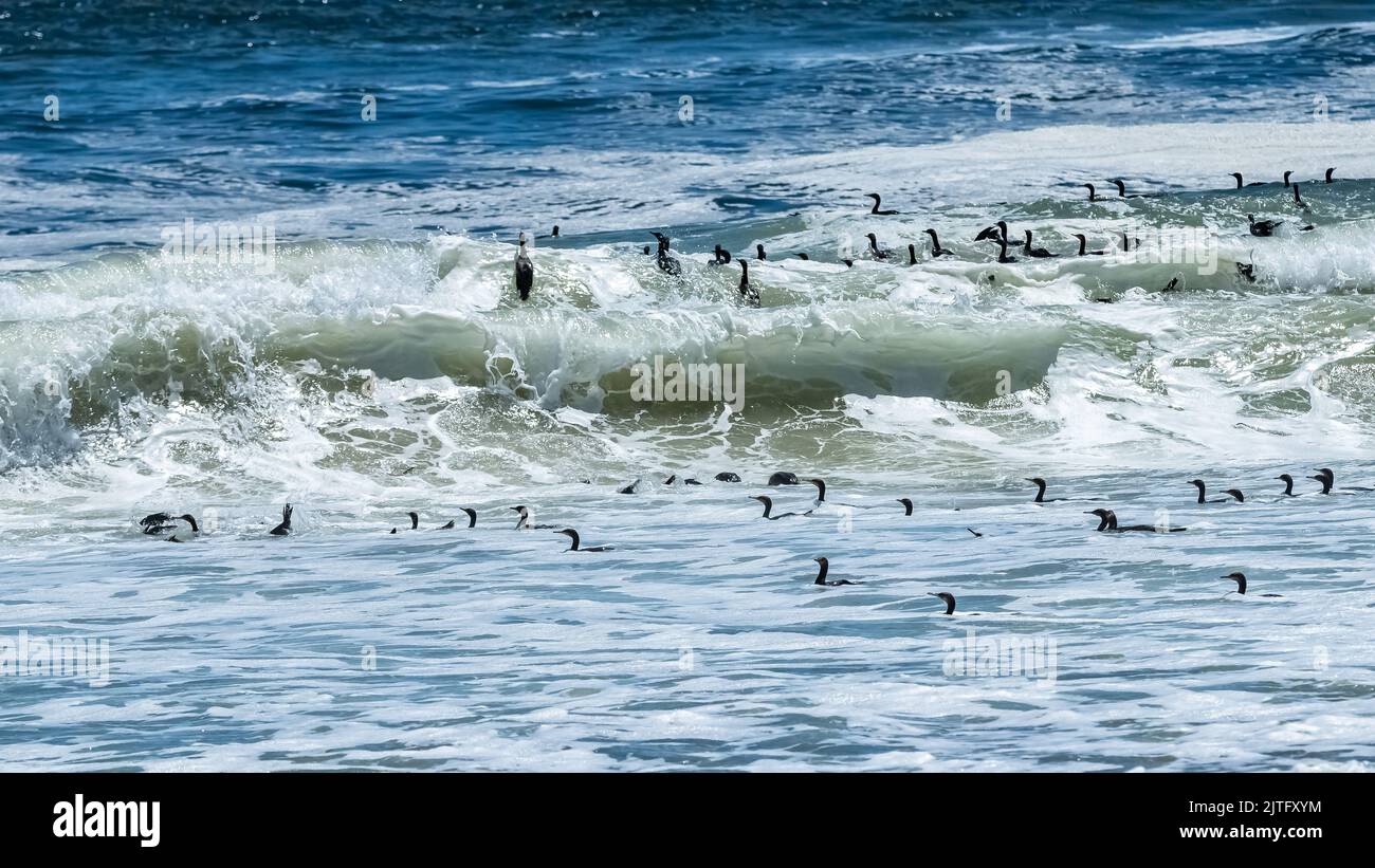 Namibia, thousands of cormorants on the wave in the sea, Skeleton coast ...