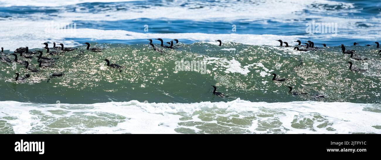 Namibia, thousands of cormorants on the wave in the sea, Skeleton coast ...