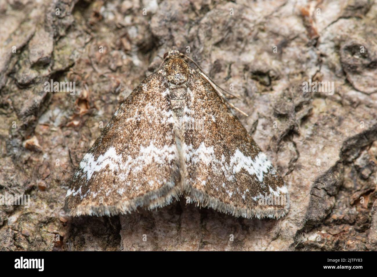 A Small Rivulet moth, Perizoma alchemillata, resting on the bark of a ...