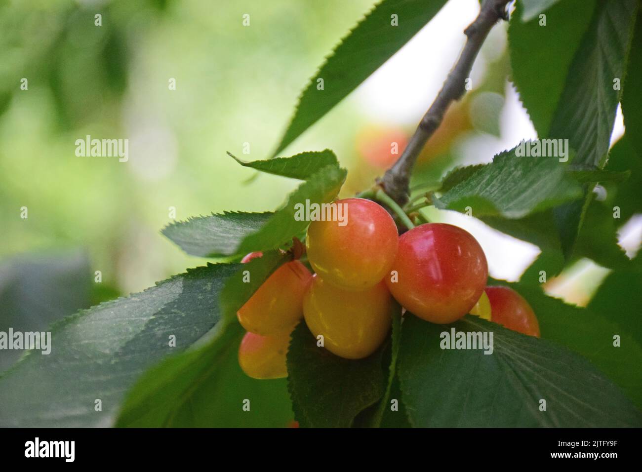 Rainier cherries tree hi-res stock photography and images - Alamy