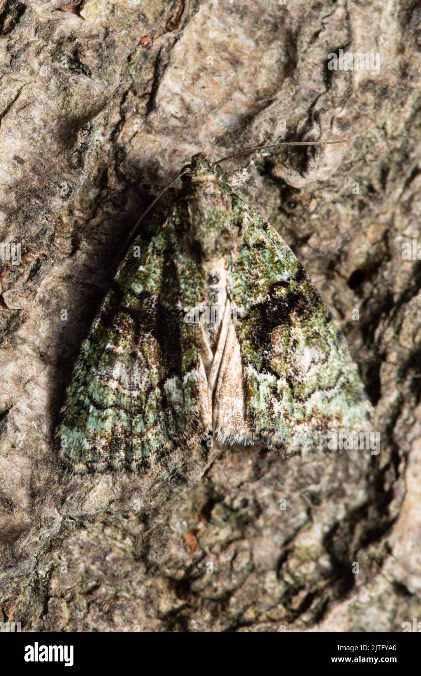 Tree bark moth hi-res stock photography and images - Alamy