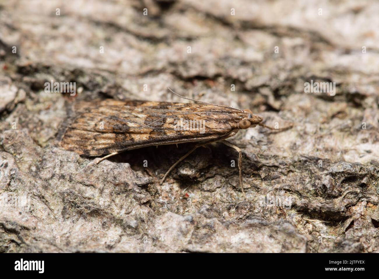 A Rush Veneer moth,Nomophila noctuella, resting on the bark of a tree ...
