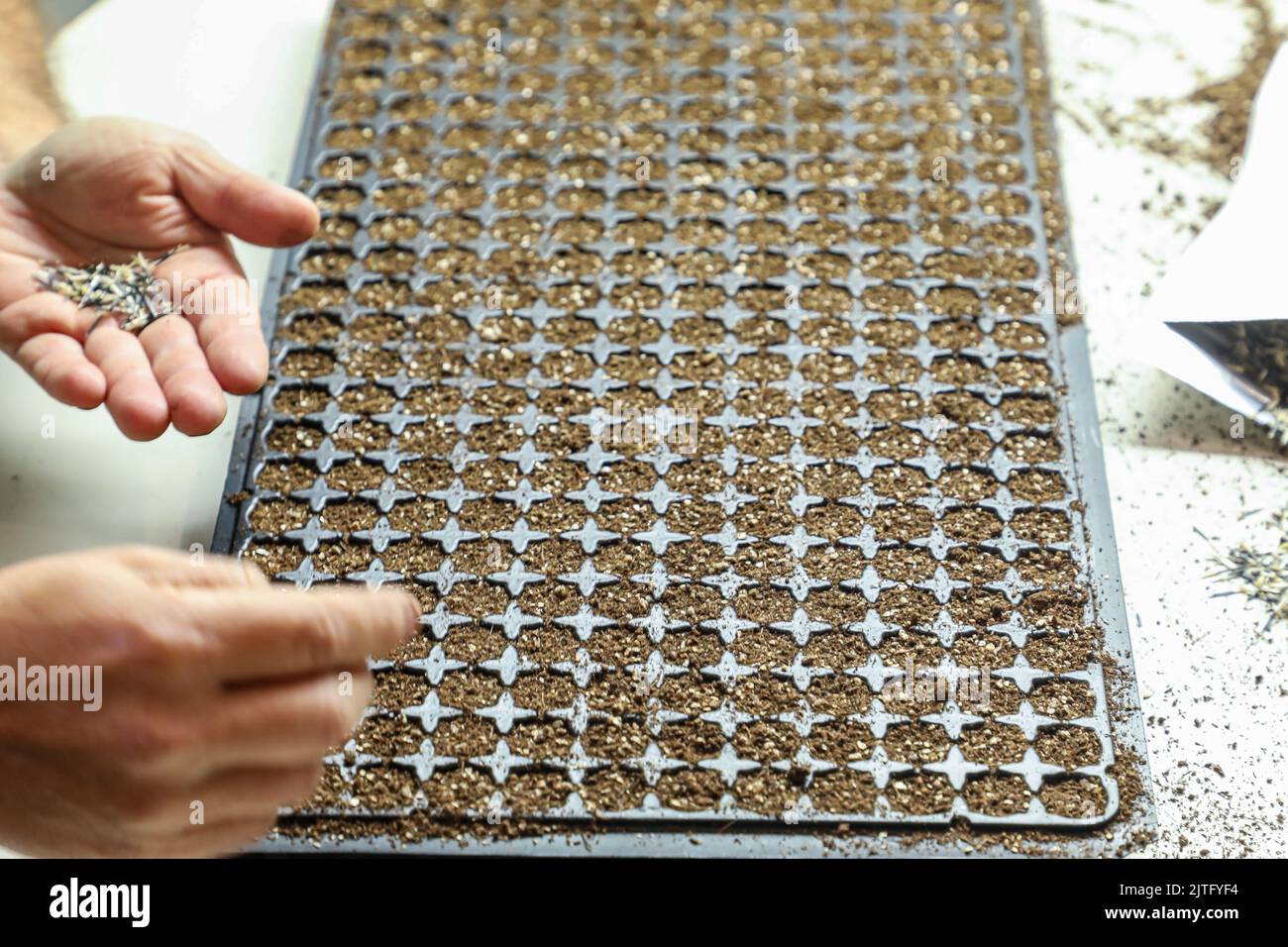 Plastic tray used for planting seedlings, with substrate and one hand ...