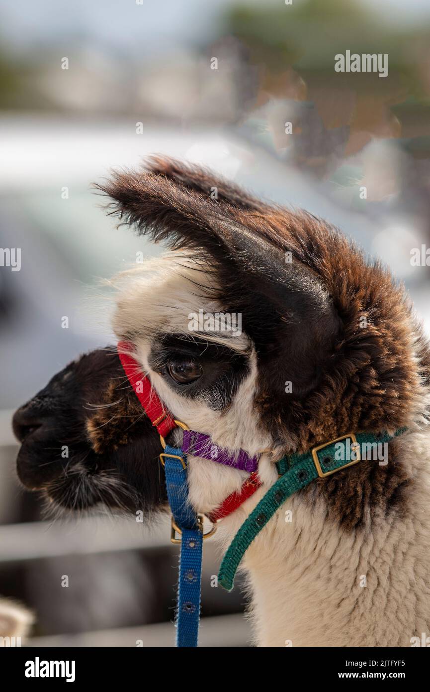 alpaca wearing red and blue bridle or head harness, cuddly animal ...
