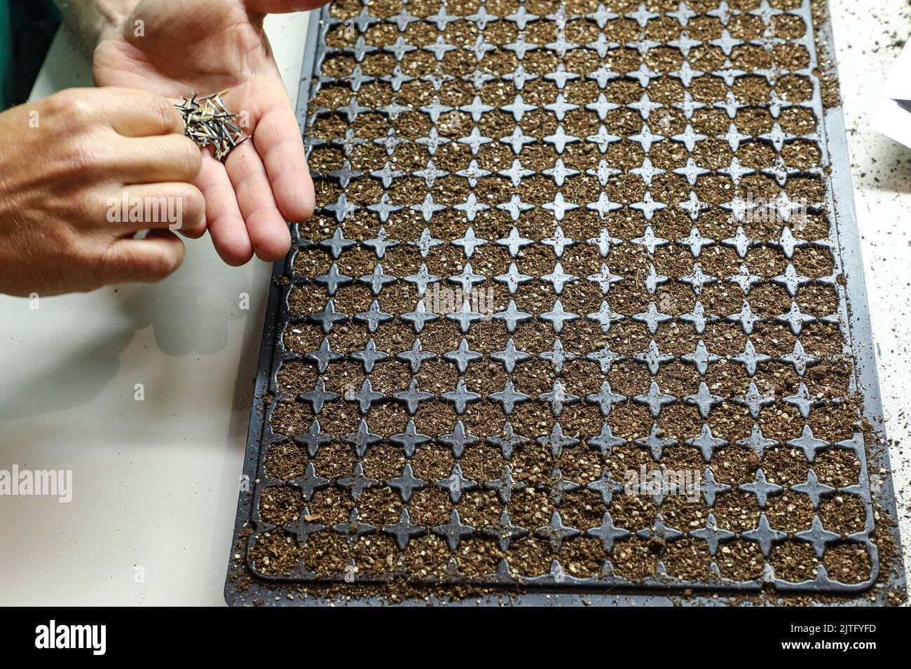 Plastic tray used for planting seedlings, with substrate and one hand ...