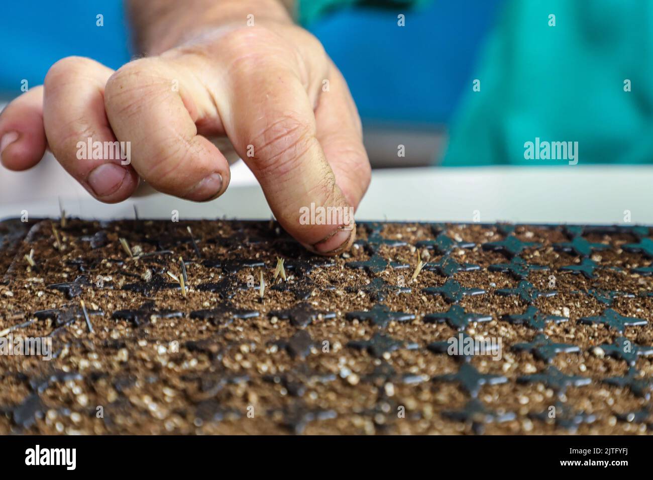Plastic tray used for planting seedlings, with substrate and one hand ...