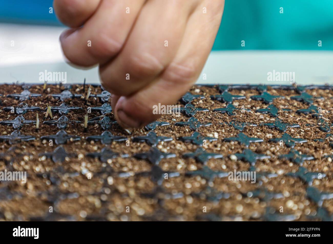 Plastic tray used for planting seedlings, with substrate and one hand ...