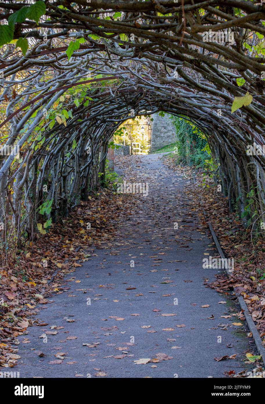 tunnel formed by trees and shrubs formed to make a long archway ...