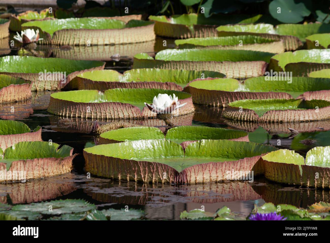 Victoria regia plants hi-res stock photography and images - Alamy